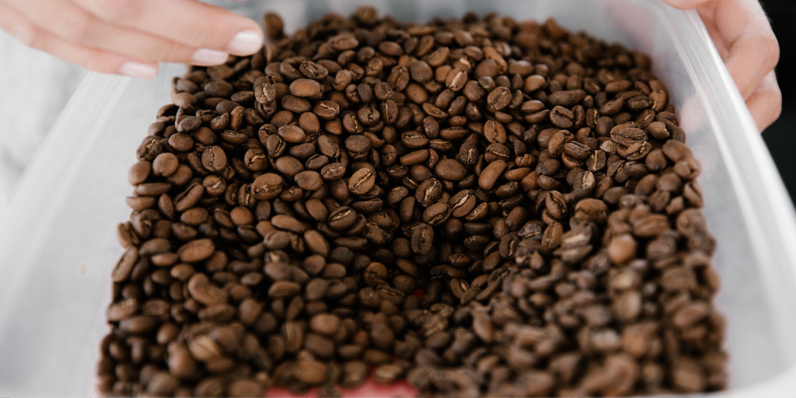 BRASH - Shop Coffee | BRASH Coffee Roasters
